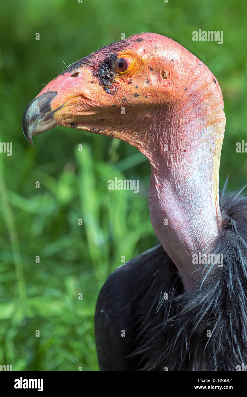 California Condor Standing Closeup Portrait Stock Photo - Alamy