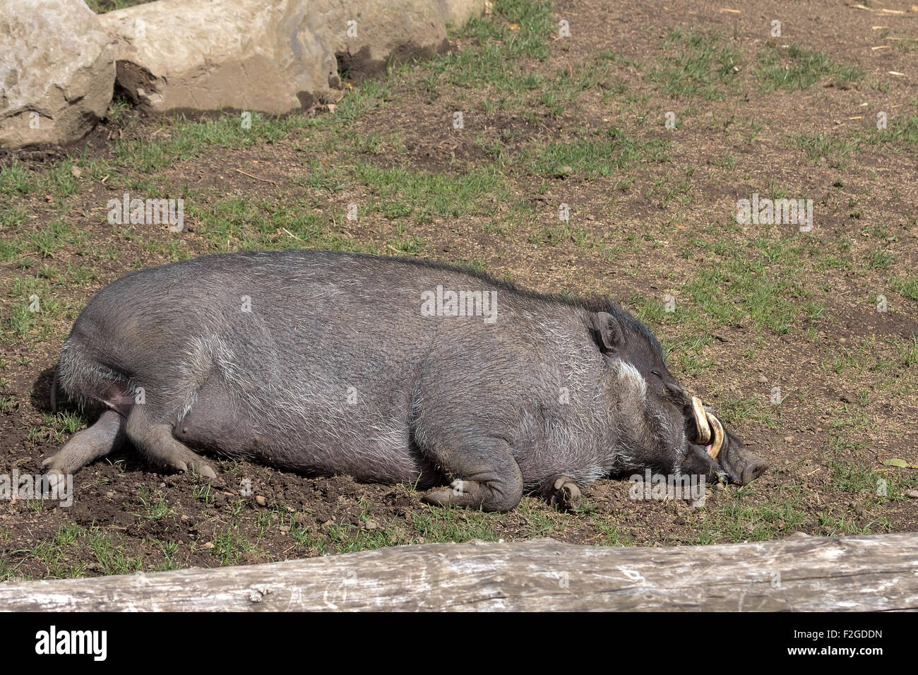Visayan Warty Pig from the Island of Philippines Boar Sleeping Stock ...