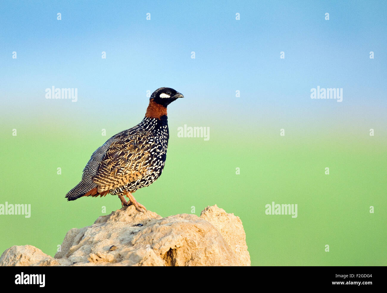 Black francolin hi-res stock photography and images - Alamy