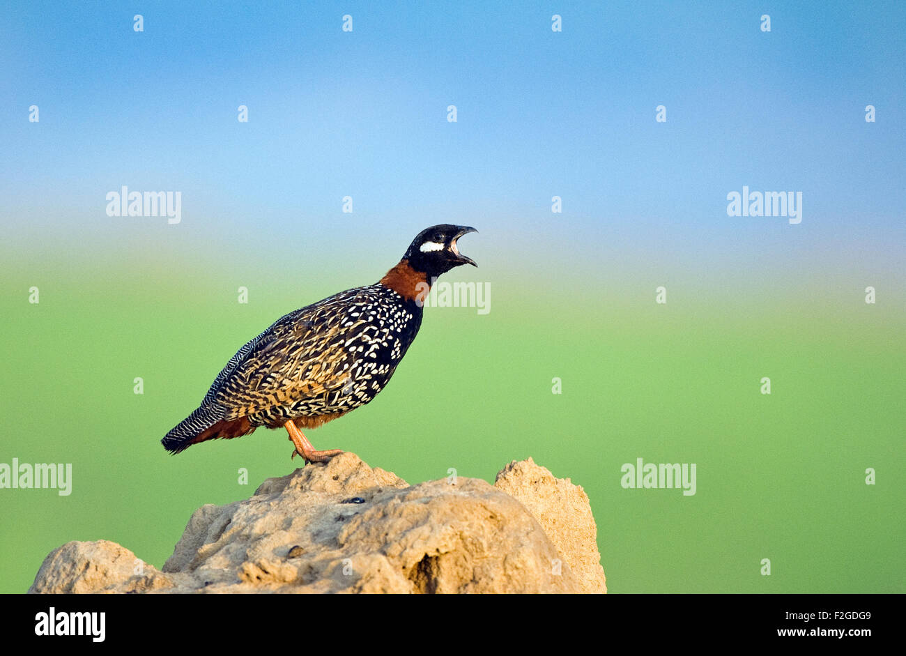 The image of Black Francolin ( Francolinus francolinus )was shot in ...