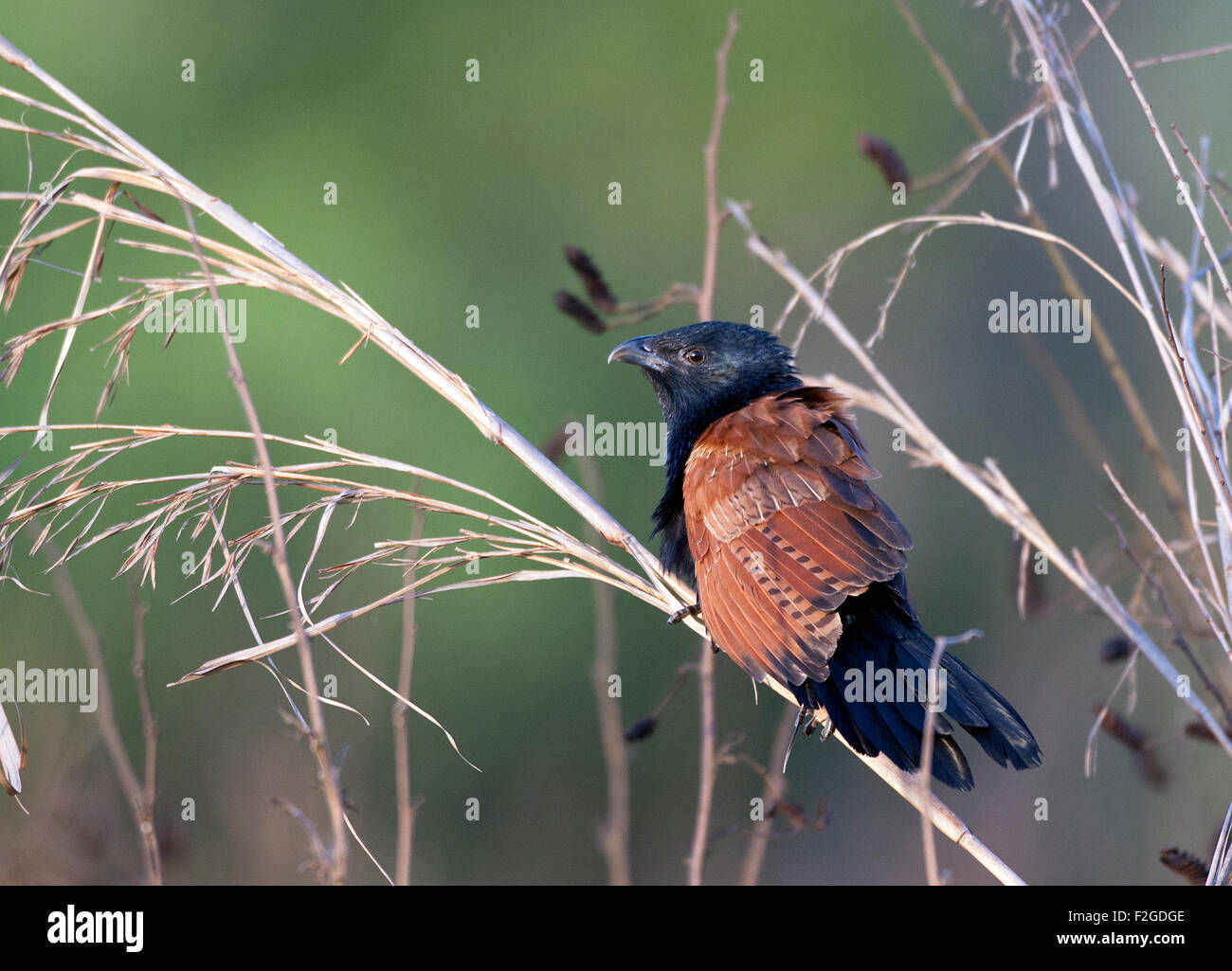 Lesser coucal hi-res stock photography and images - Alamy