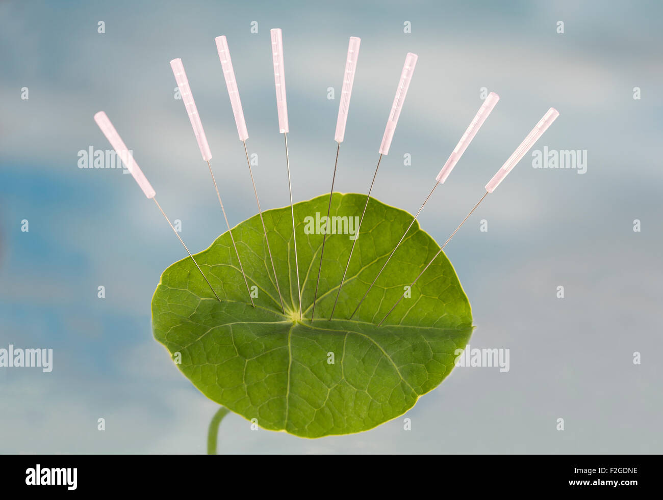 acupuncture needles in Nasturtium leaf. The veins in the leaf represent ...