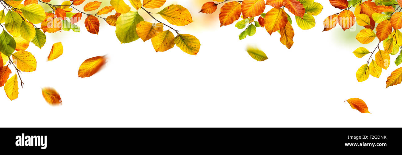 Colorful autumn beech leaves border, studio isolated on pure white ...