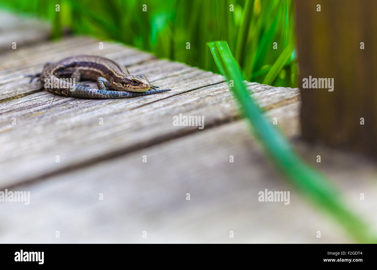 small lizard sitting on the grass closeup Stock Photo - Alamy