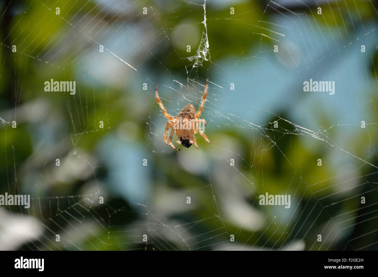 Spider with cross on the back hi-res stock photography and images - Alamy
