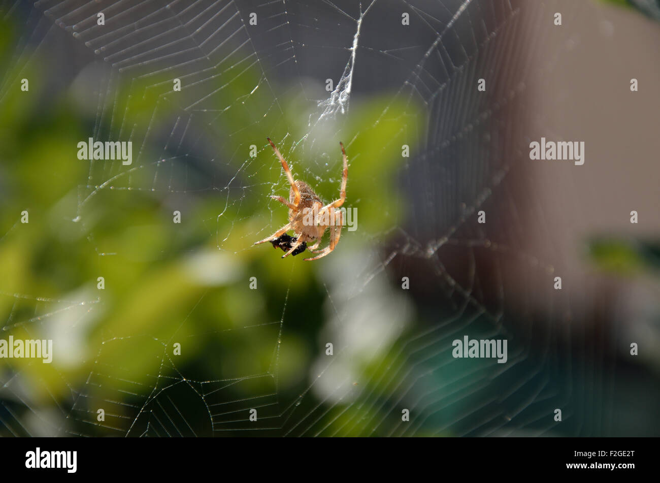 Spider with cross on the back hi-res stock photography and images - Alamy