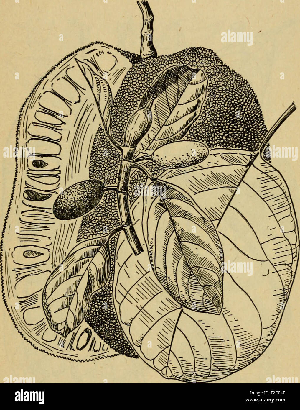 Emergency food plants and poisonous plants of the islands of the ...