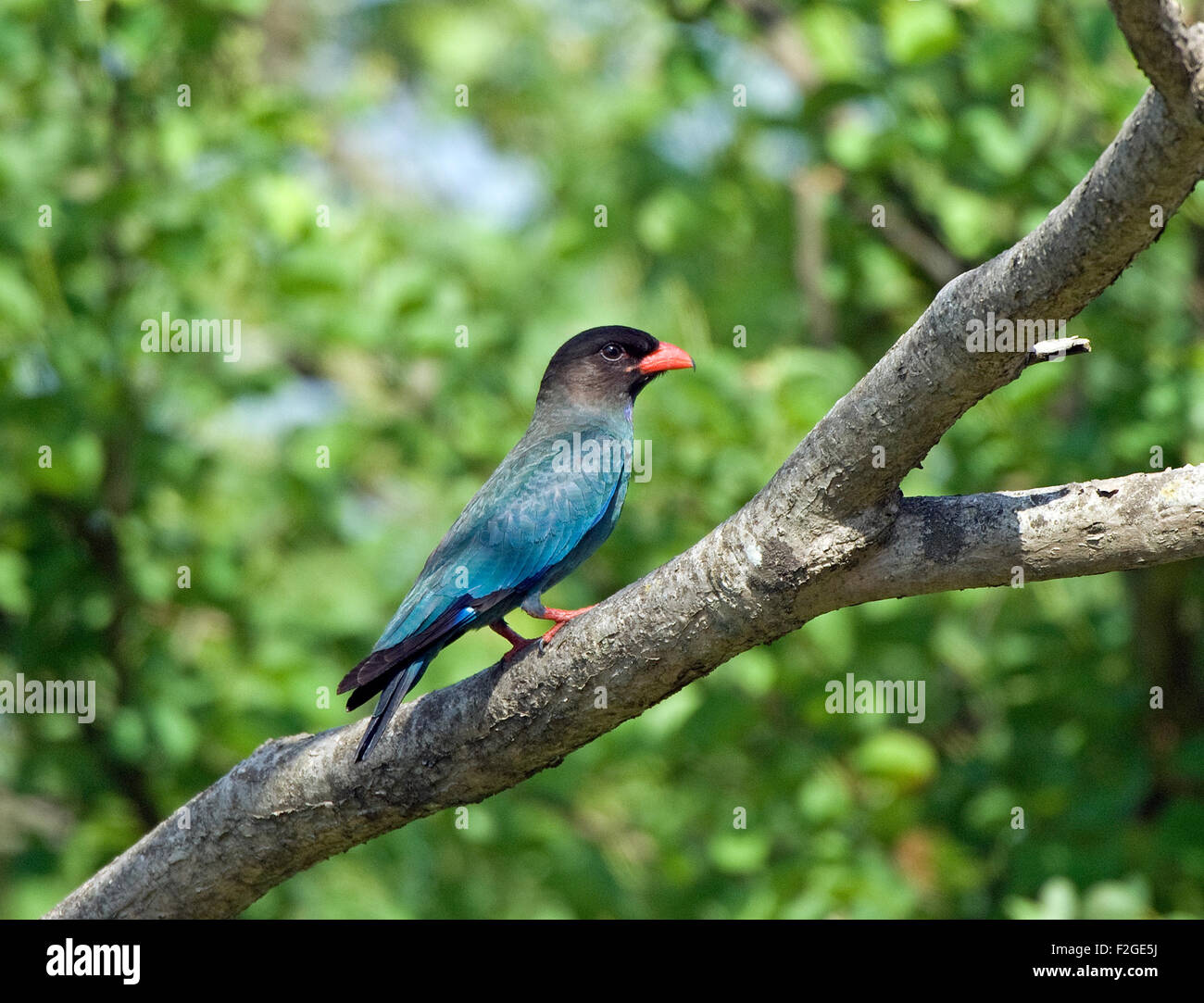 Dollar Bird High Resolution Stock Photography and Images - Alamy
