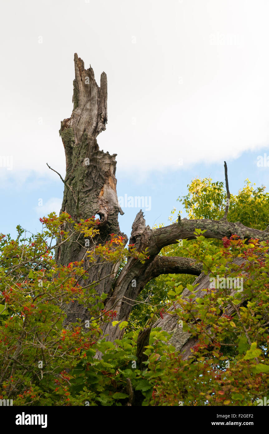 dead tree surrounded by leafy bushes covered in red berries Stock Photo ...