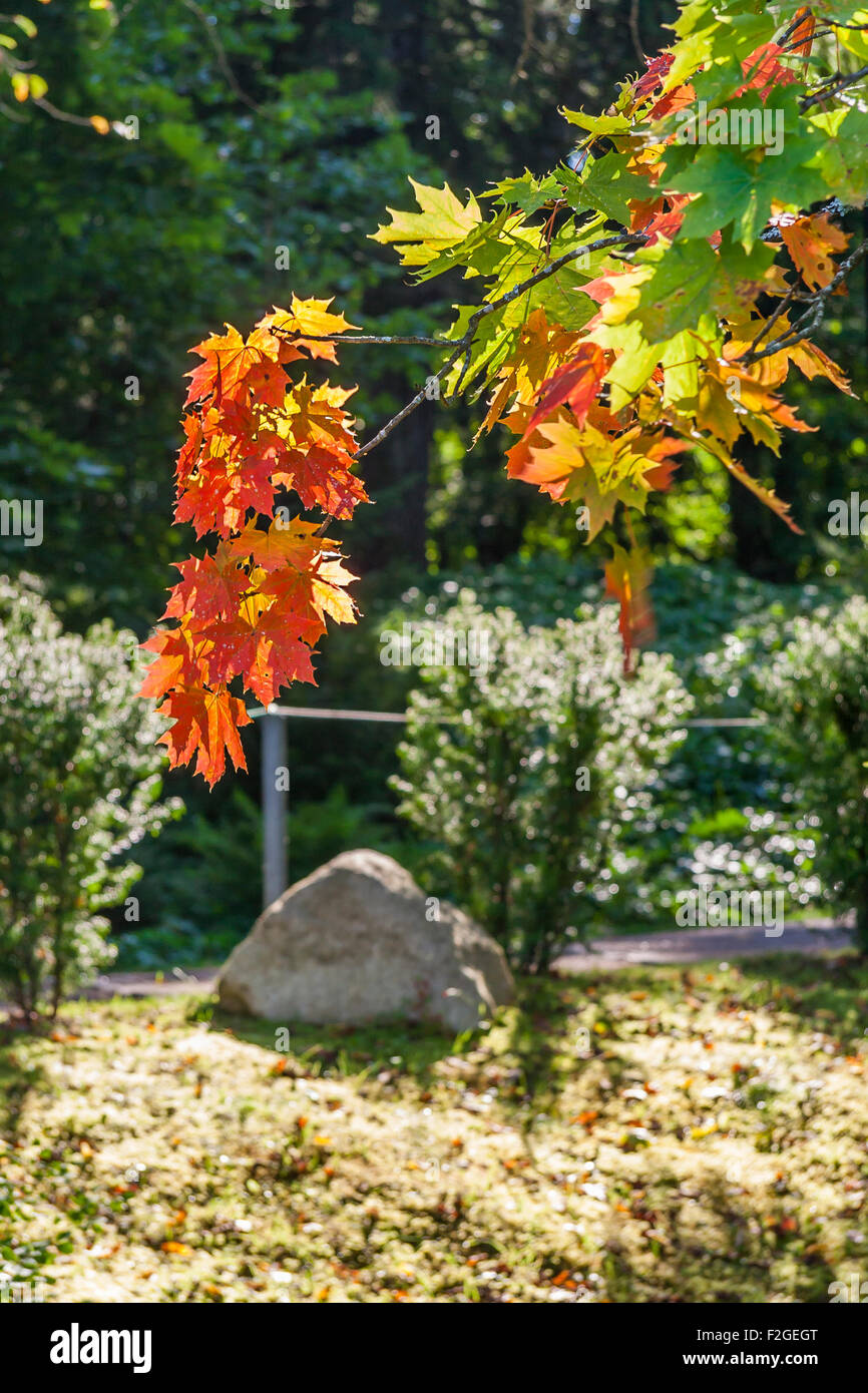 Maple Tree Autumn Leaves Stock Photo - Alamy
