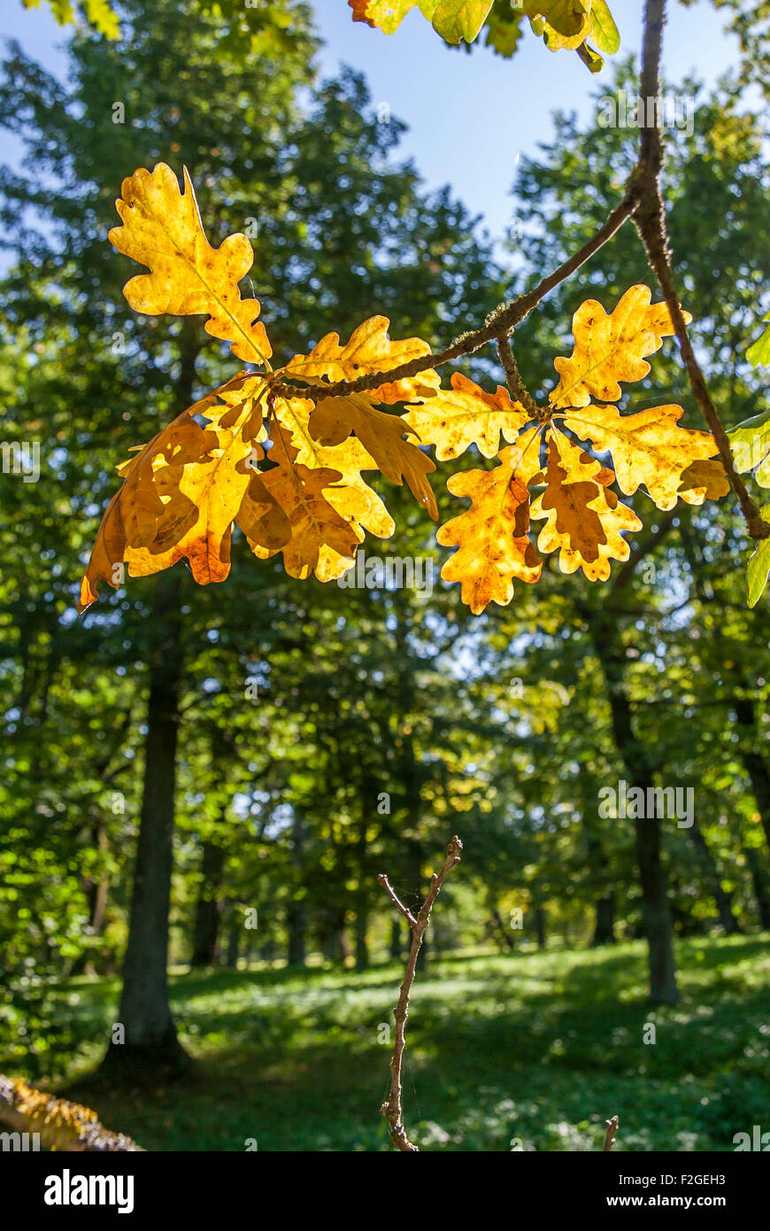 Golden Oak Leaves Stock Photo - Alamy