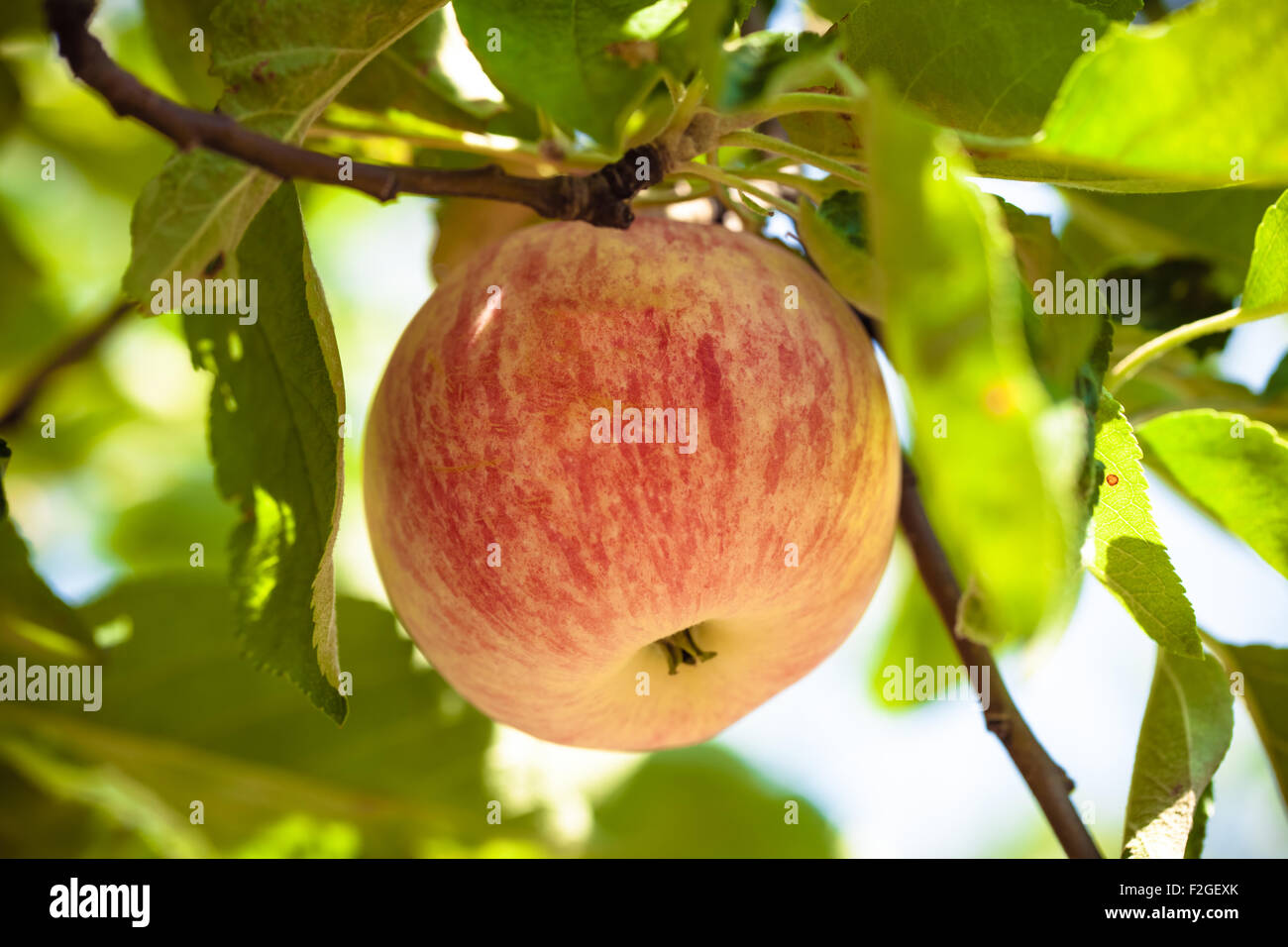 Organic ripe apple hanging on a tree branch Stock Photo - Alamy