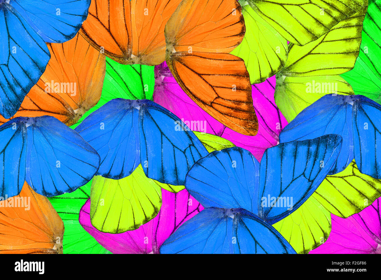 Beautiful wing detail of Orange Albatross Butterfly (Appias nero Stock ...