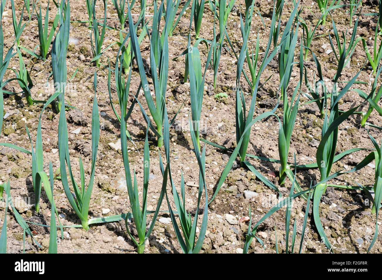 Growing leeks hi-res stock photography and images - Alamy
