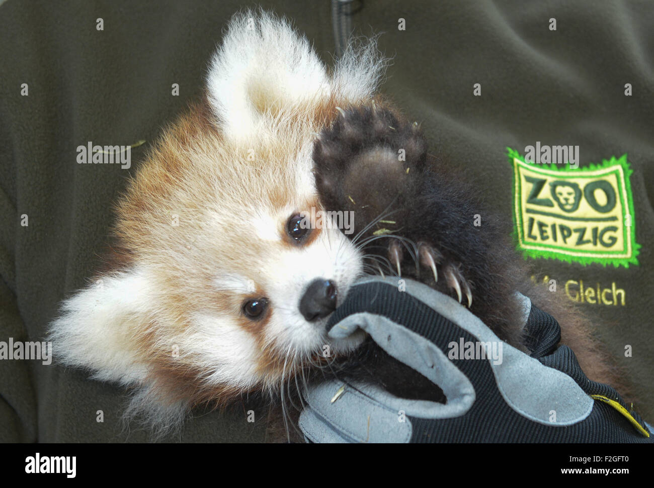 18 month panda hi-res stock photography and images - Alamy