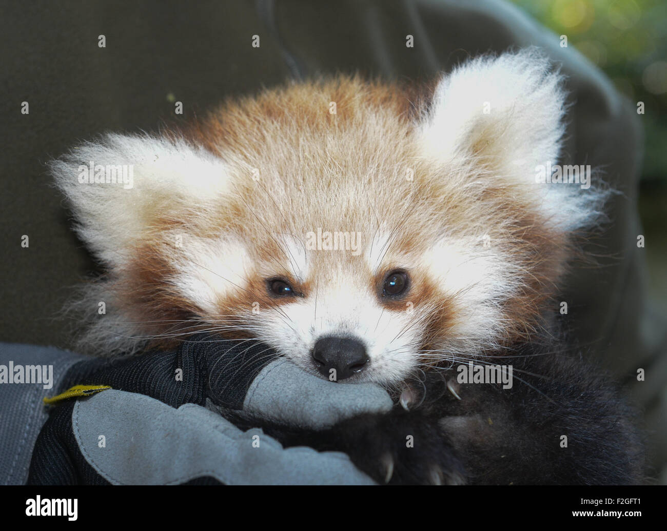 18 month panda hi-res stock photography and images - Alamy