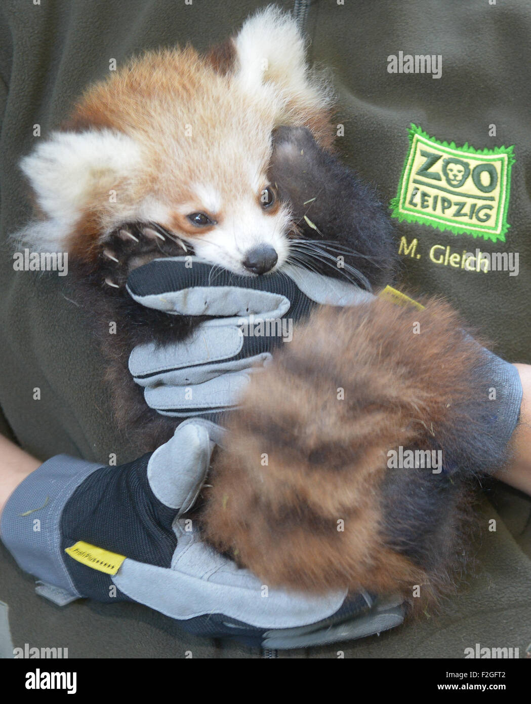 18 month panda hi-res stock photography and images - Alamy