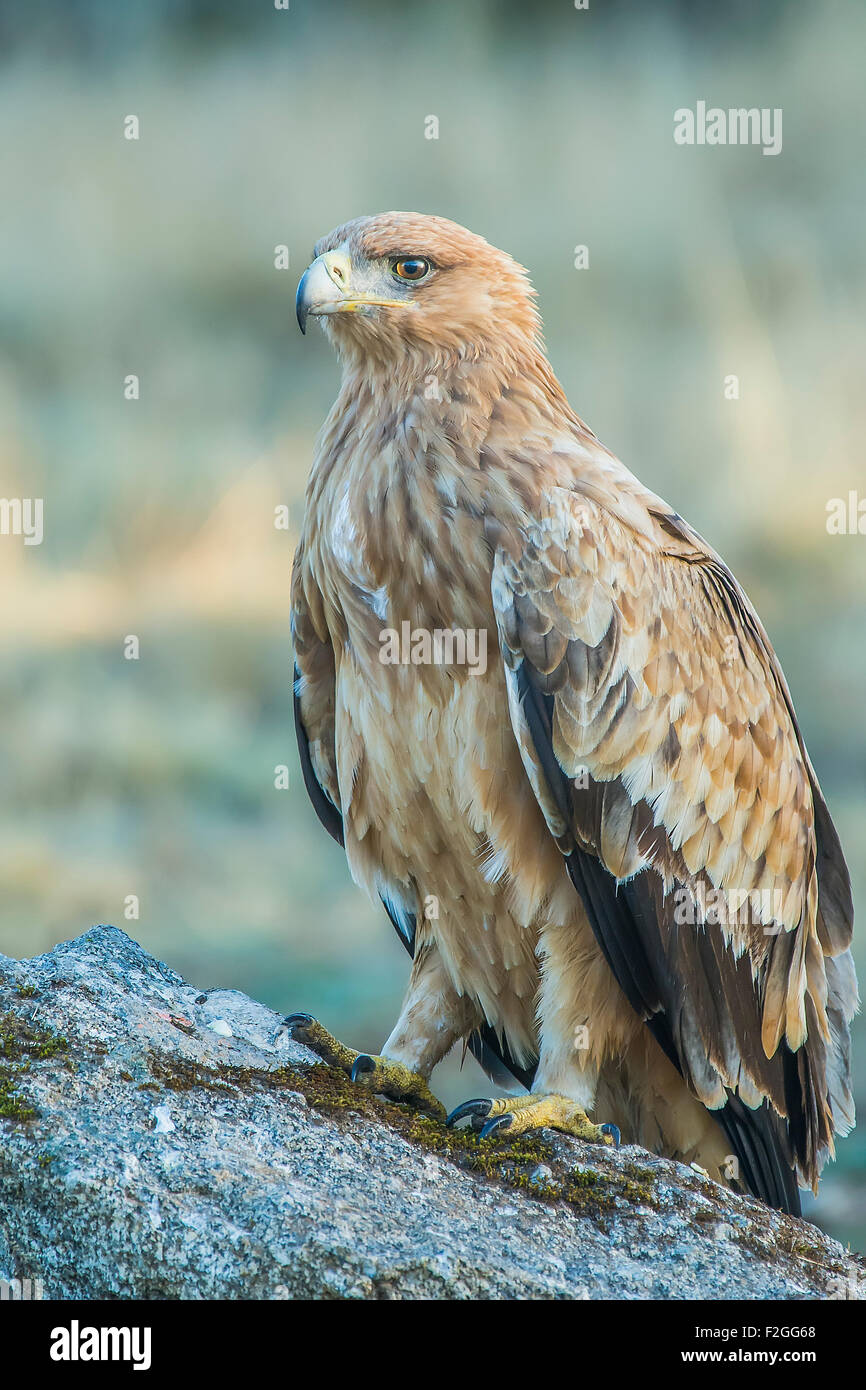 Spanish imperial eagle Stock Photo - Alamy