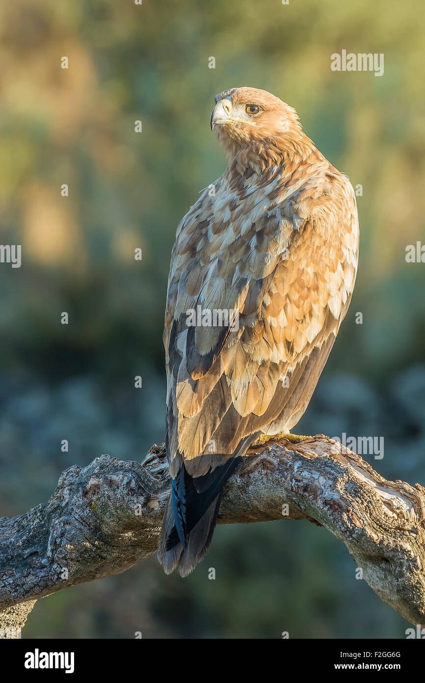 Spanish imperial eagle Stock Photo - Alamy