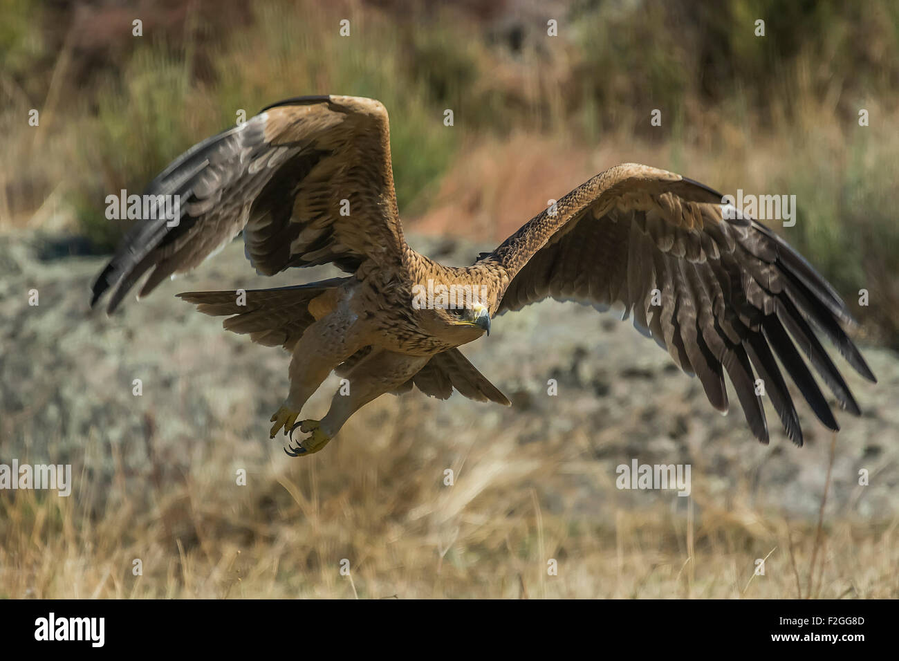 Spanish imperial eagle Stock Photo - Alamy