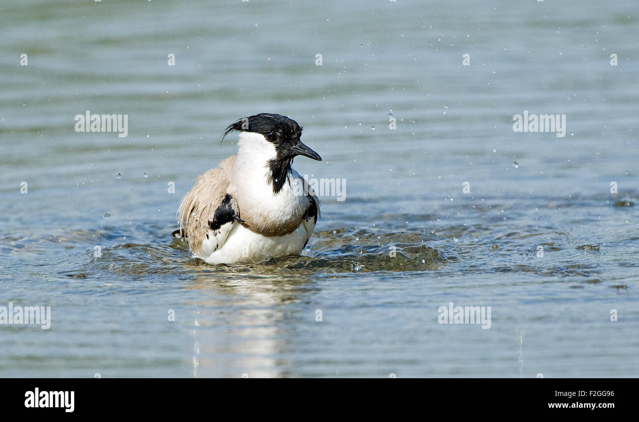 The image of River lapwing ( Vanellus duvaucellii ) was shot in Corbett ...
