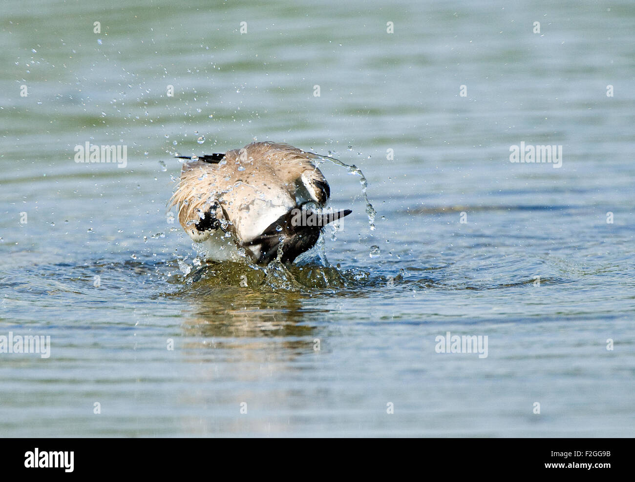 The image of River lapwing ( Vanellus duvaucellii ) was shot in Corbett ...