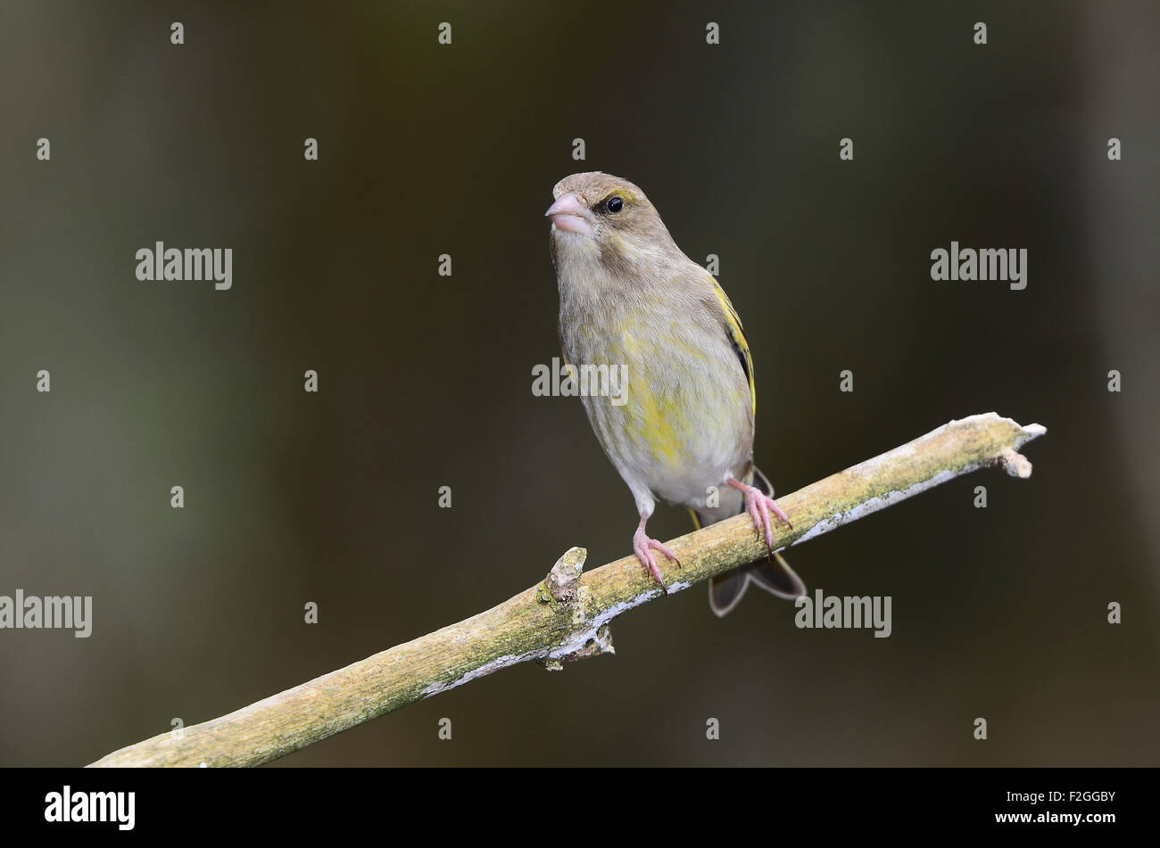 Common greenfinches hi-res stock photography and images - Alamy