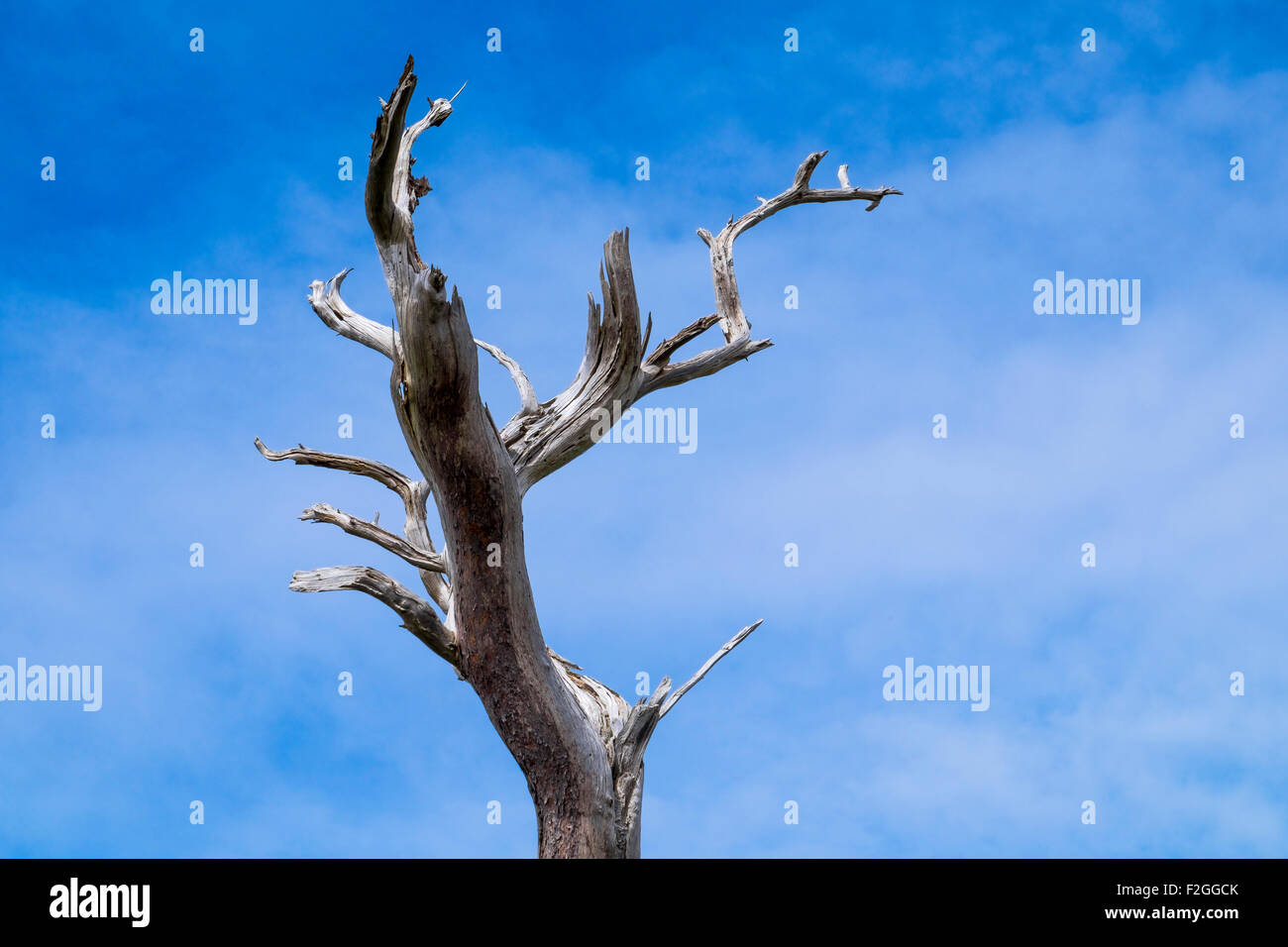 Broken claws dead death stump hi-res stock photography and images - Alamy
