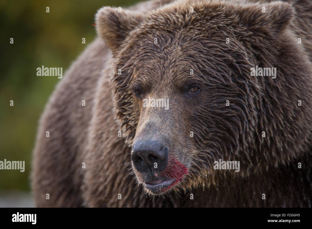 Blood bear hi-res stock photography and images - Alamy