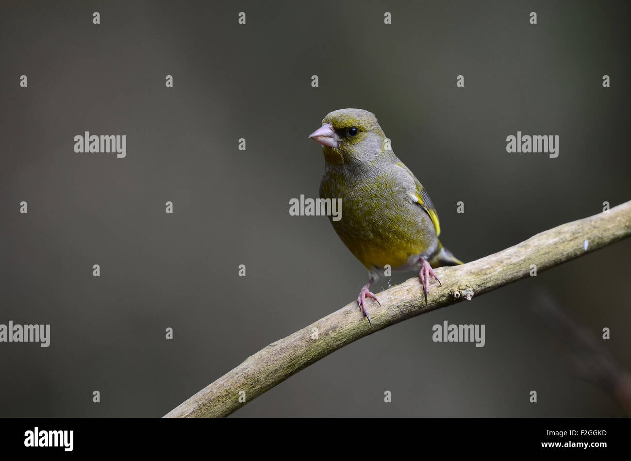 Common greenfinches hi-res stock photography and images - Alamy