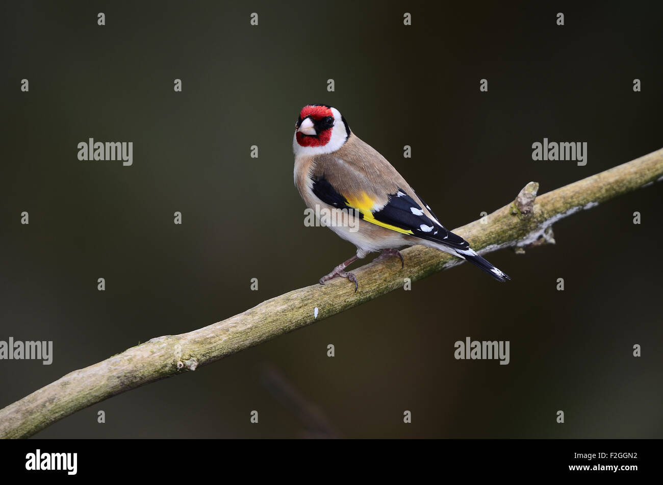 Goldfinch carduelis on seed hi-res stock photography and images - Alamy