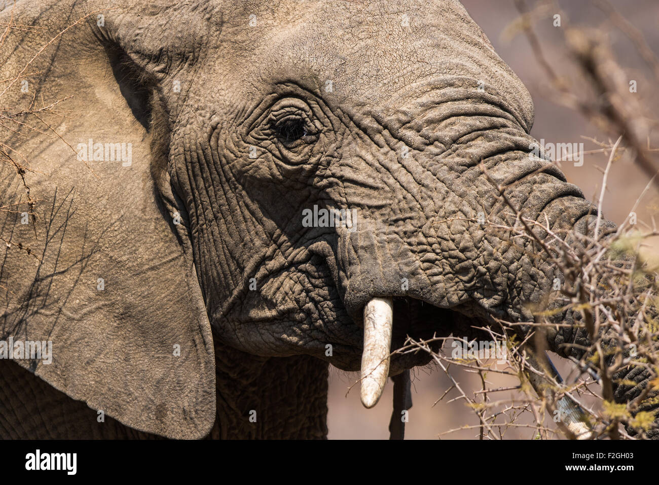 Light grey elephant hi-res stock photography and images - Alamy