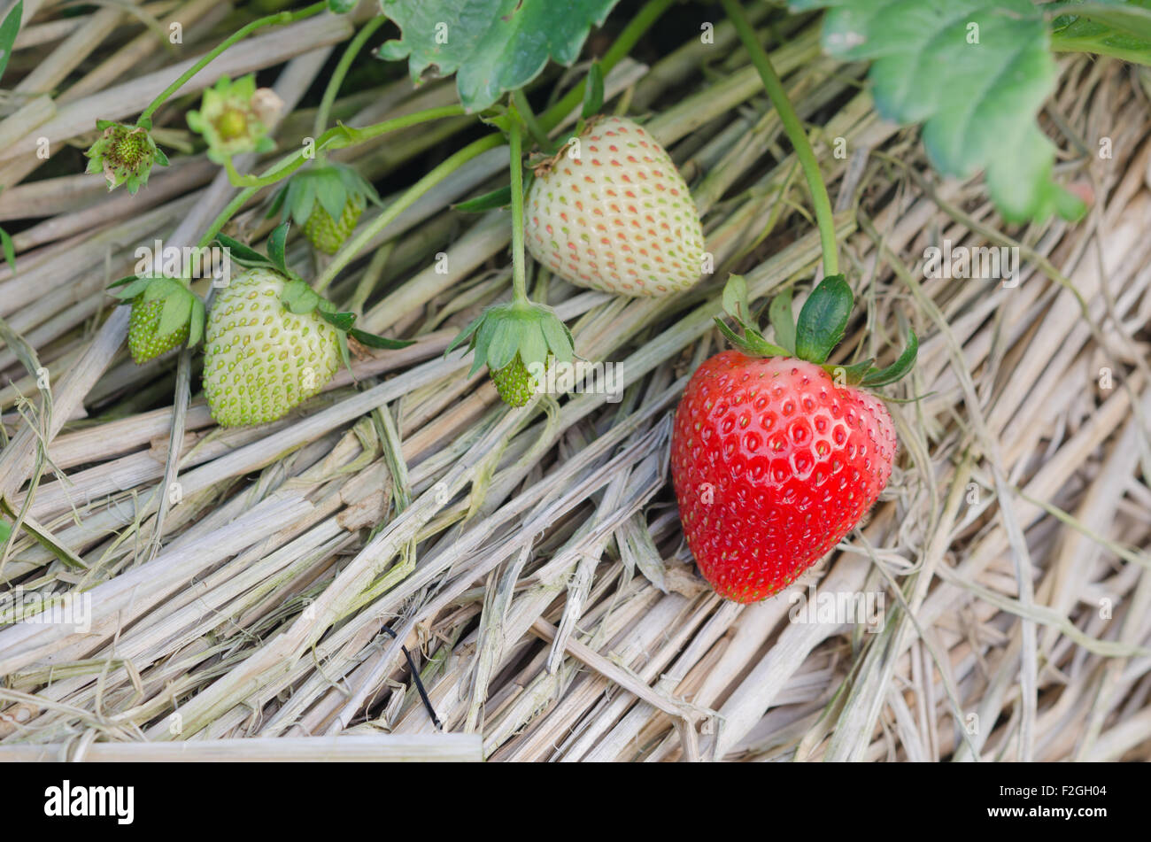 Strawberry plants already ripe to harvest Stock Photo - Alamy
