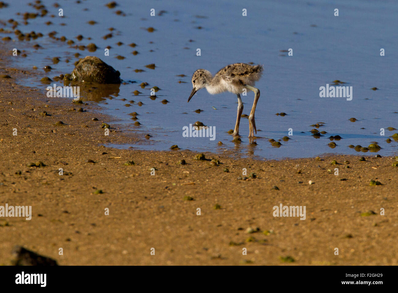 Black-necked Stilt (Himantopus mexicanus) chick in shallow water at ...