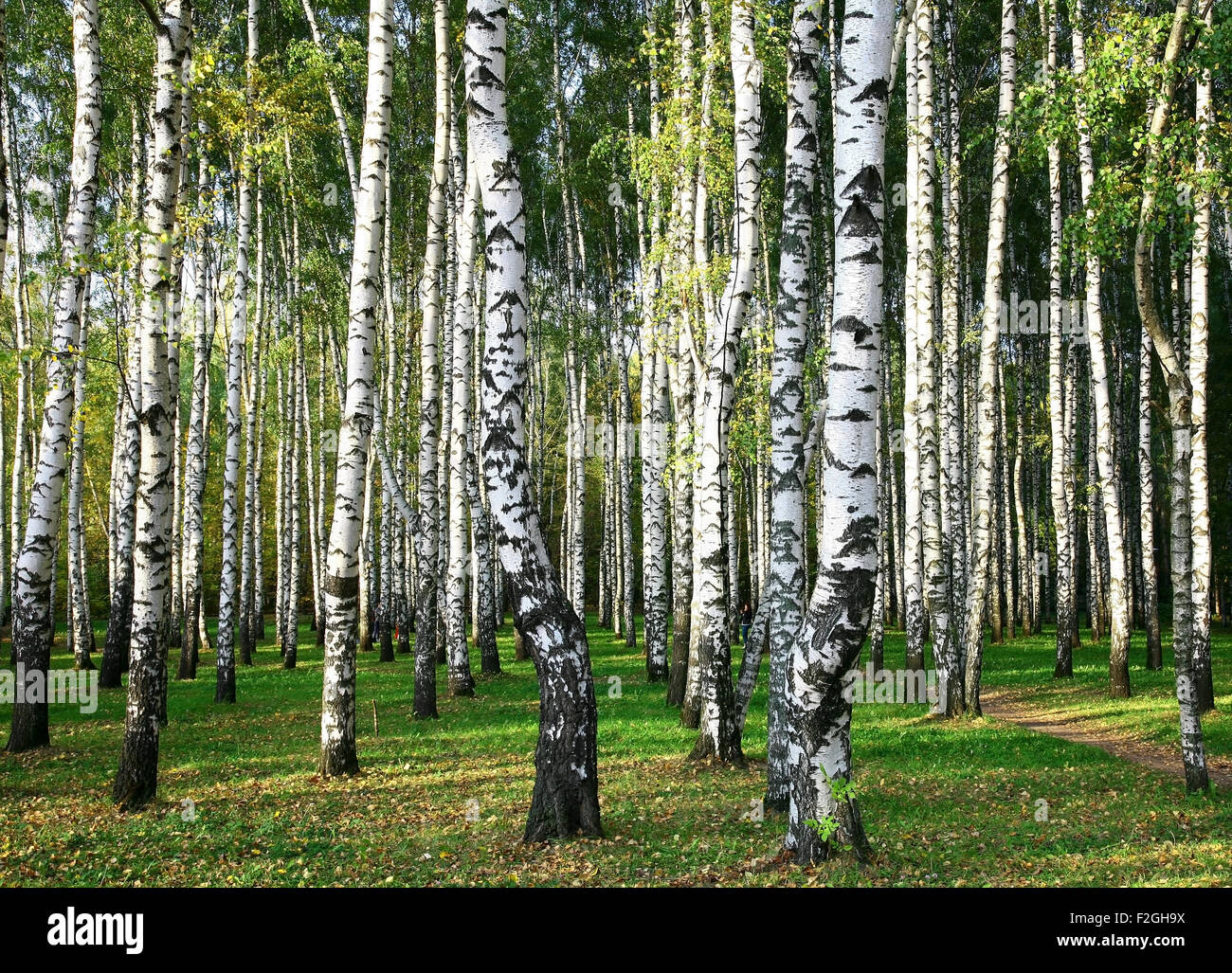 Birch tree root hi-res stock photography and images - Alamy