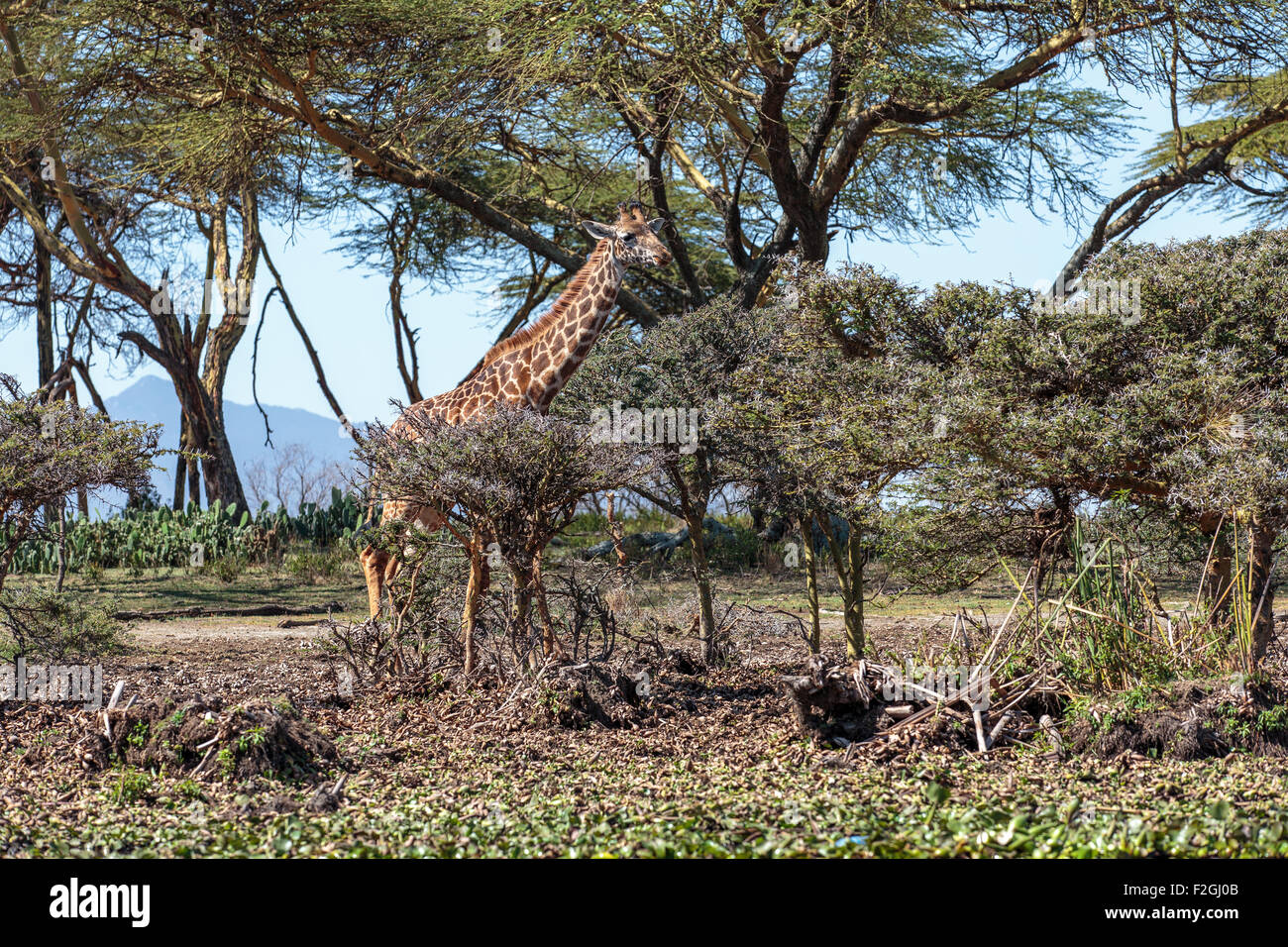 Giraffe in the jungle Stock Photo - Alamy