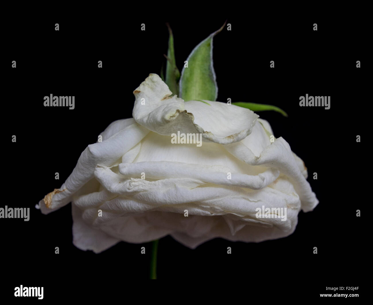 White wilting rose Stock Photo - Alamy