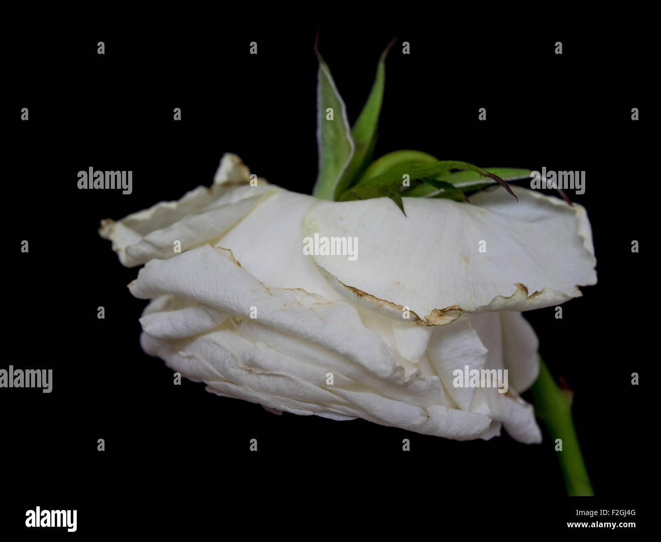 White wilting rose Stock Photo - Alamy