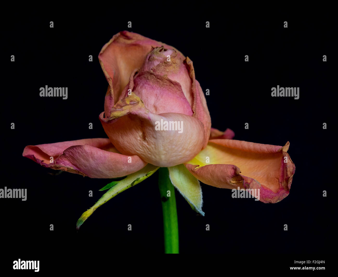 Red dying rose in hi-res stock photography and images - Alamy