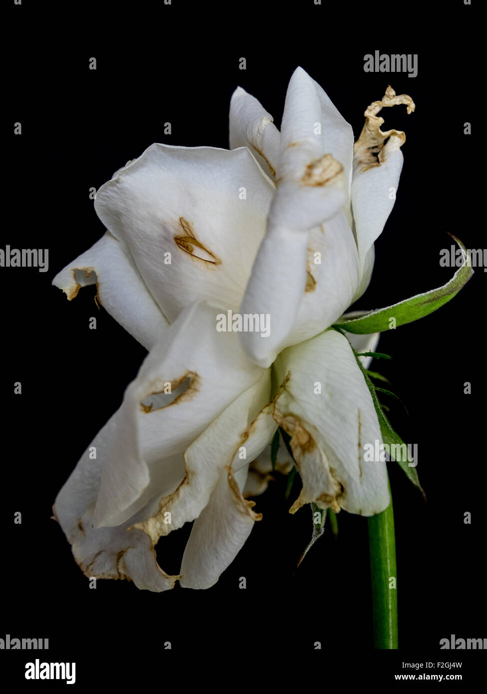 White wilting rose Stock Photo - Alamy