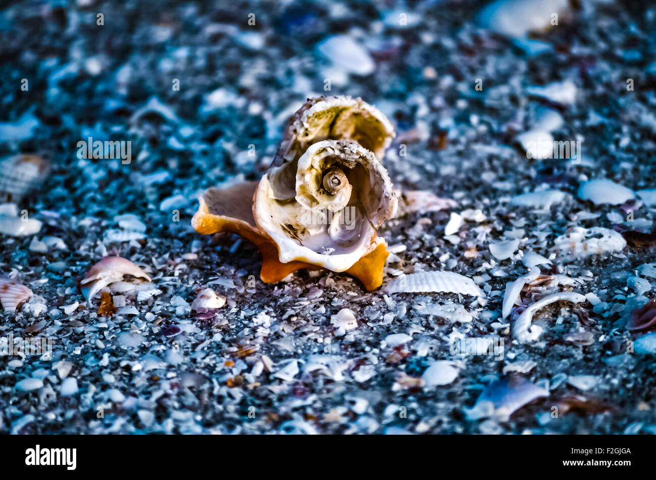 Seashell in the Sand Stock Photo - Alamy