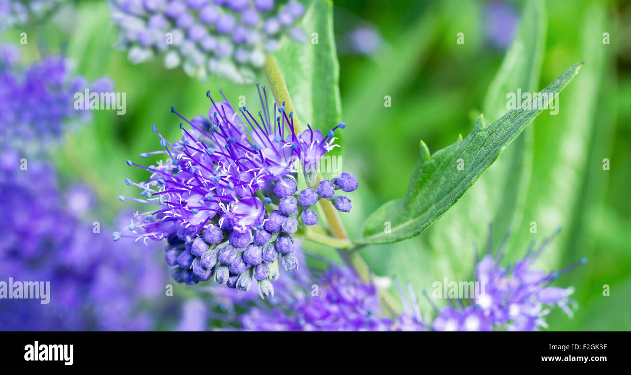Caryopteris hi-res stock photography and images - Alamy