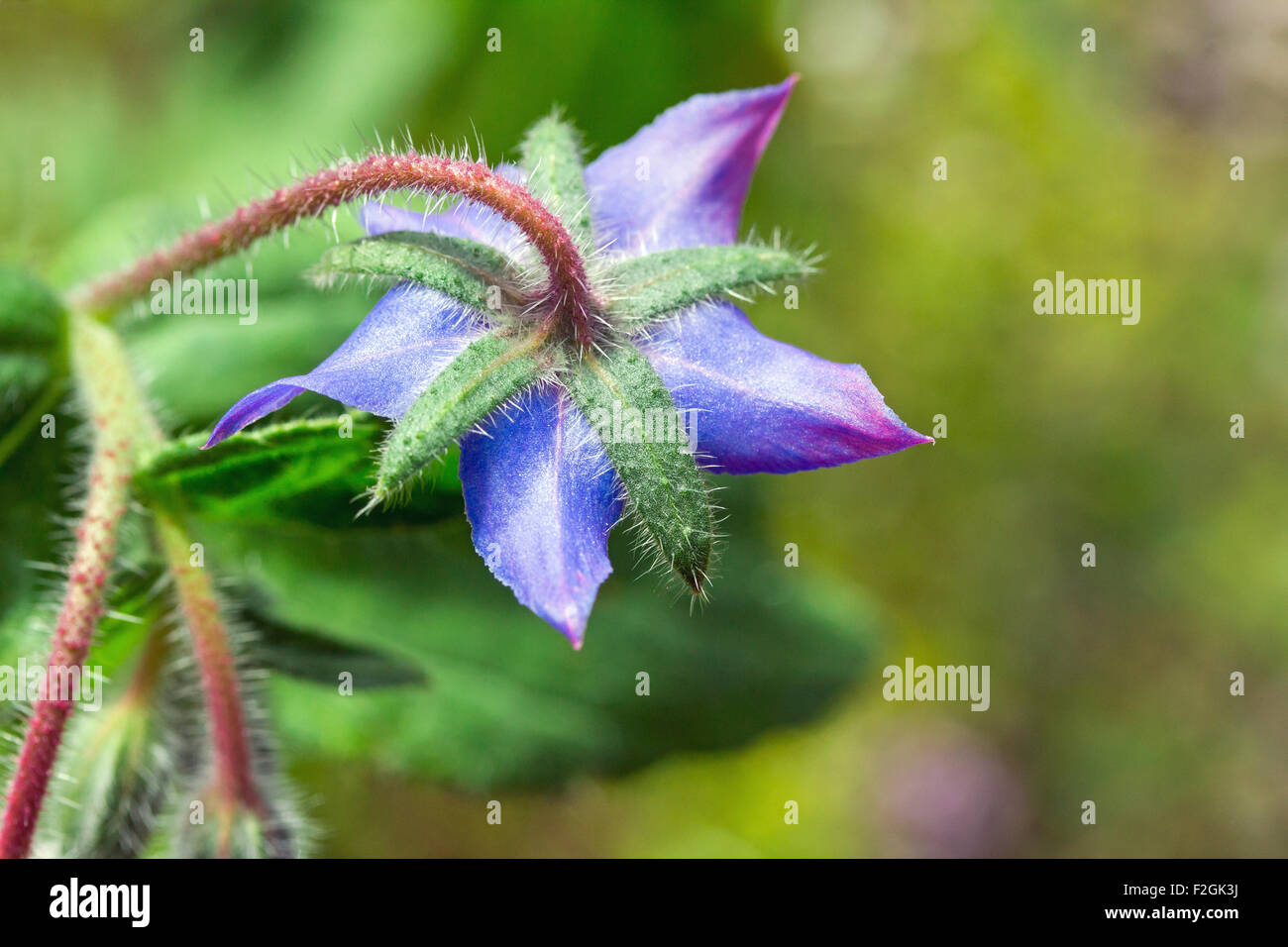 Down facing flower hi-res stock photography and images - Alamy
