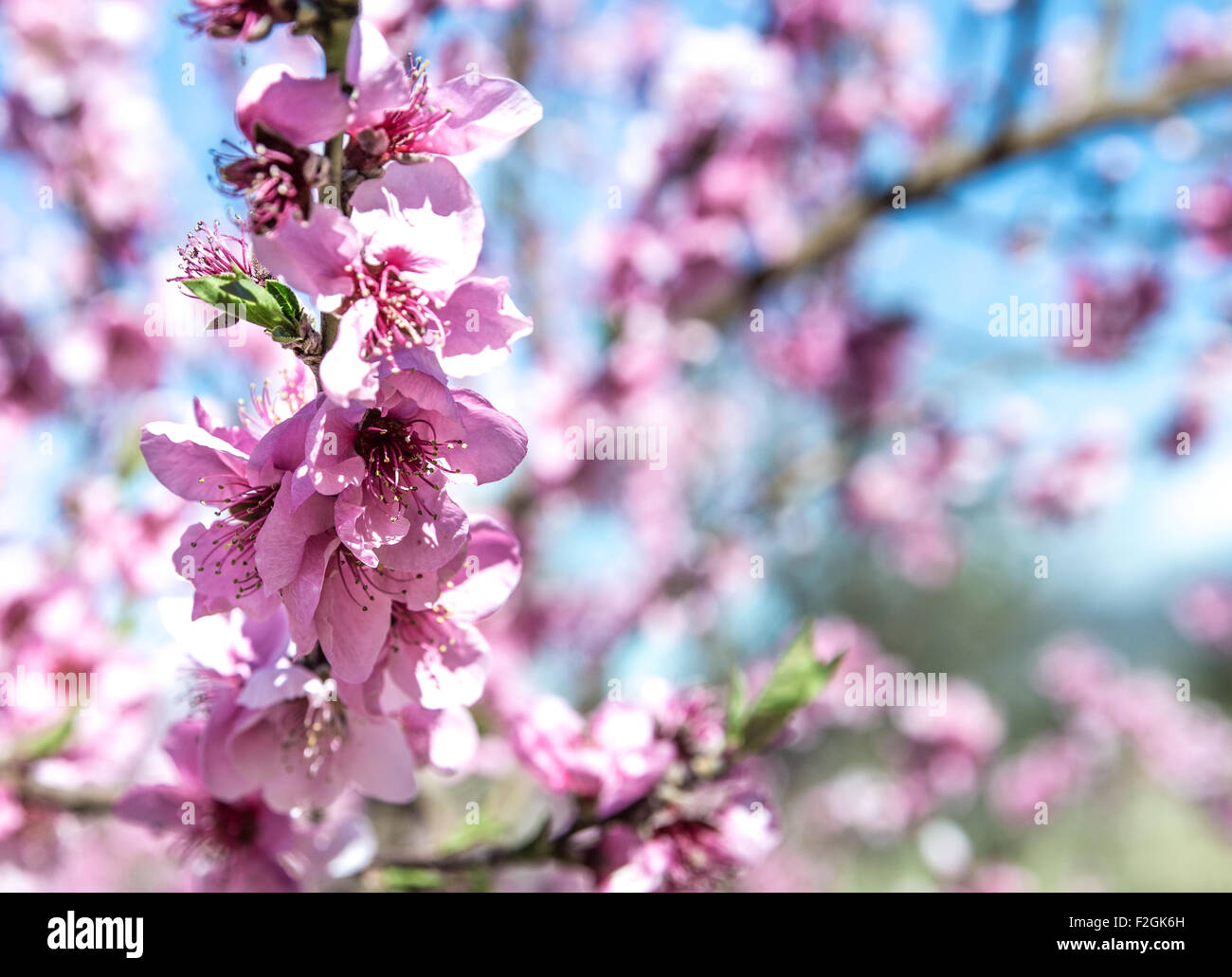 Peach blossom spring hi-res stock photography and images - Alamy