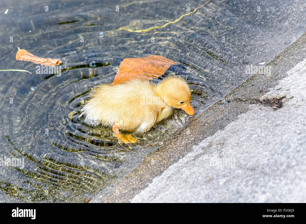 Beautiful duckling, with yellow plumage, at shore of a pond, on a sunny ...