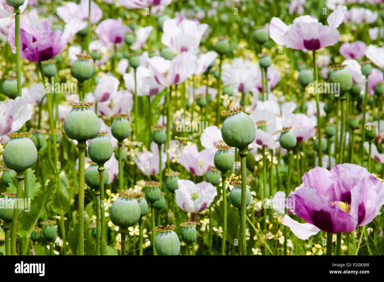 Poppy Field - Tasmania - Australia Stock Photo - Alamy
