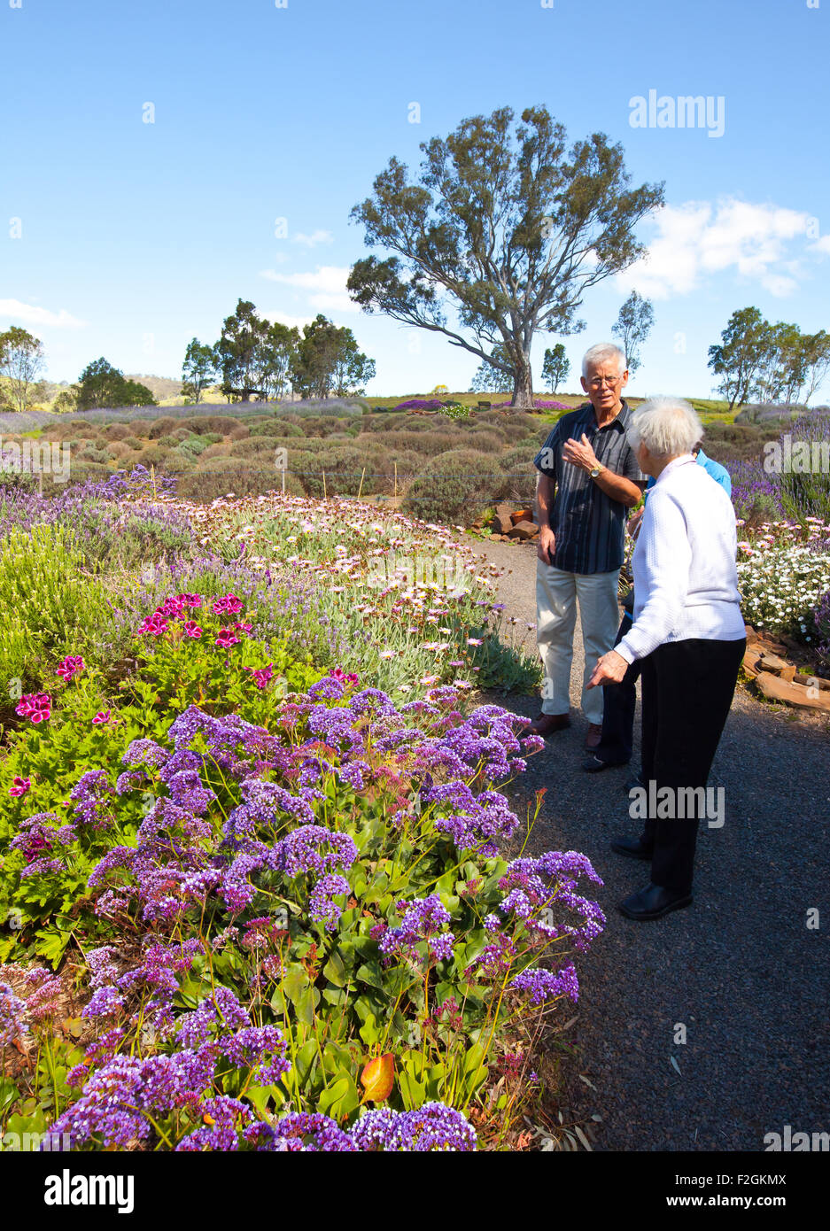 Lyndoch south australia hi-res stock photography and images - Alamy