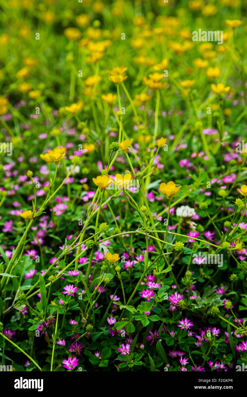 Gilan nature hi-res stock photography and images - Alamy