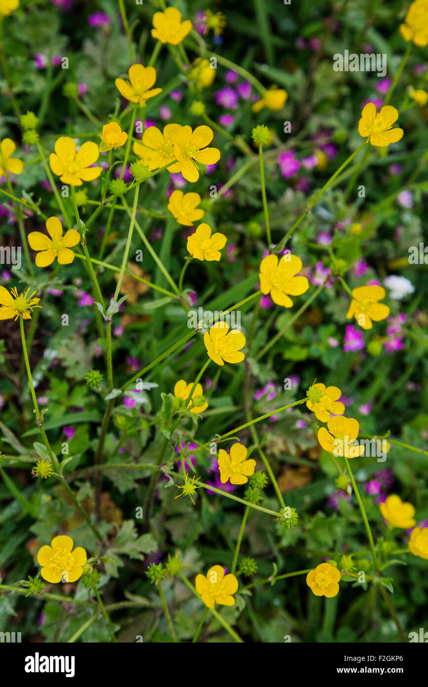 Outdoor exterior day daytime daylight nature scene scenery landscape hi ...