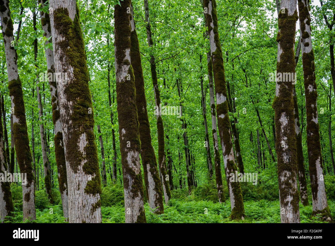 Iran landscapes hi-res stock photography and images - Alamy